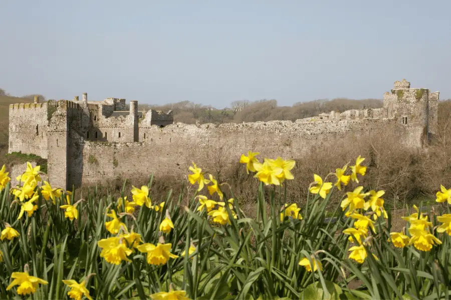 Why is the Daffodil a Symbol of Wales?