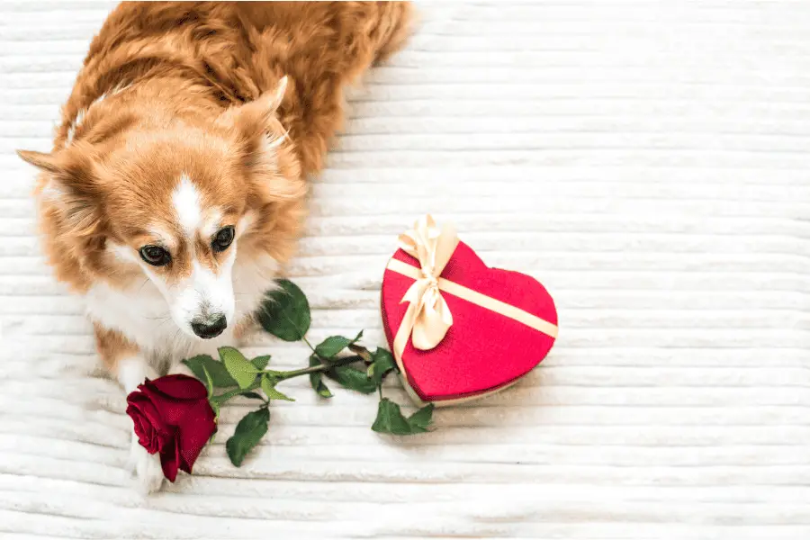 Traditional Welsh Gifts: 7 Cute and Fun Ideas